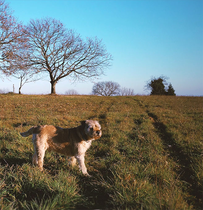 Border Terrier Dog Breed Information, Pictures, Characteristics & Facts ...