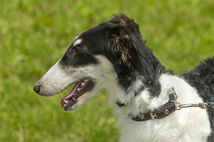 Borzoi Dog Breed Information, Pictures, Characteristics & Facts - DogTime