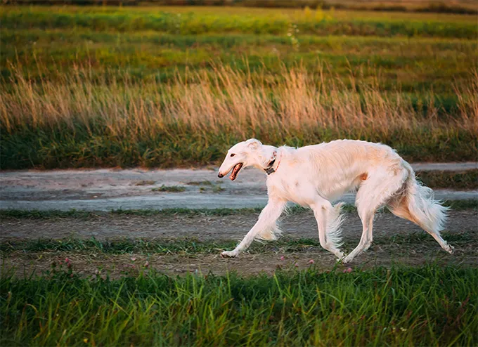 Borzoi Dog Breed Information, Pictures, Characteristics & Facts - DogTime