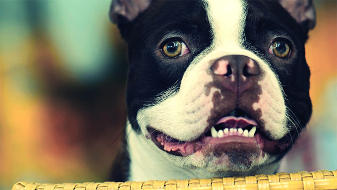 Boston Terrier Dog Breed Information, Pictures, Characteristics & Facts ...