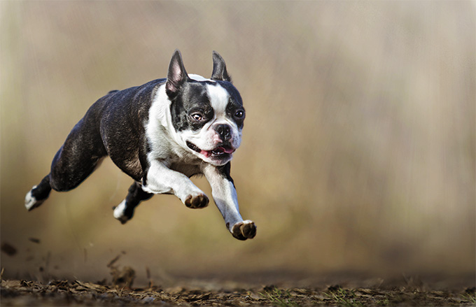 Boston Terrier Dog Breed Information, Pictures, Characteristics & Facts ...