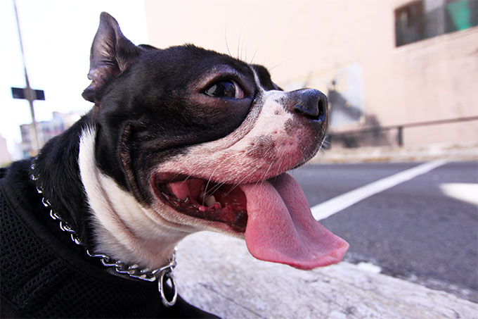 Boston Terrier Dog Breed Information, Pictures, Characteristics & Facts ...