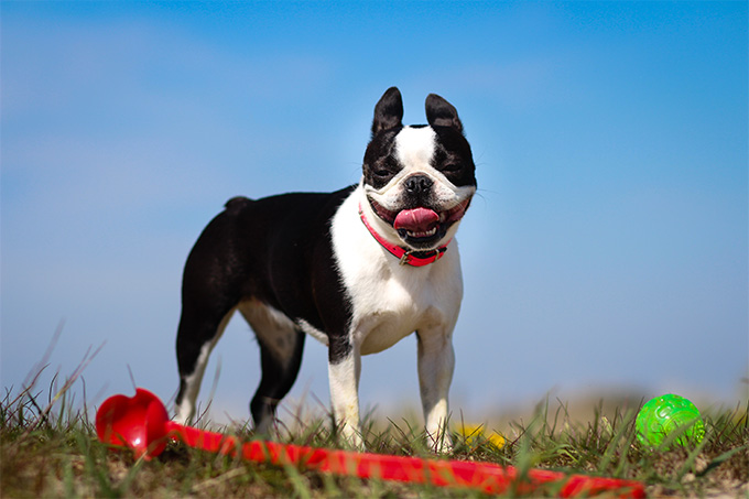 Boston Terrier Dog Breed Information, Pictures, Characteristics & Facts ...