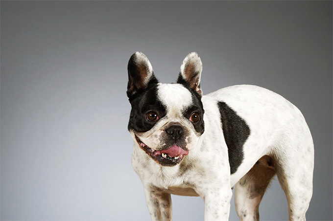 Boston Terrier Dog Breed Information, Pictures, Characteristics & Facts ...