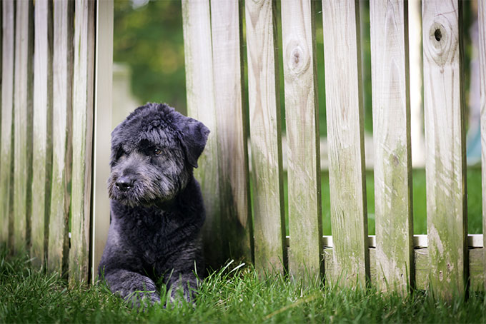 Bouvier des Flandres Dog Breed Information, Pictures, Characteristics ...