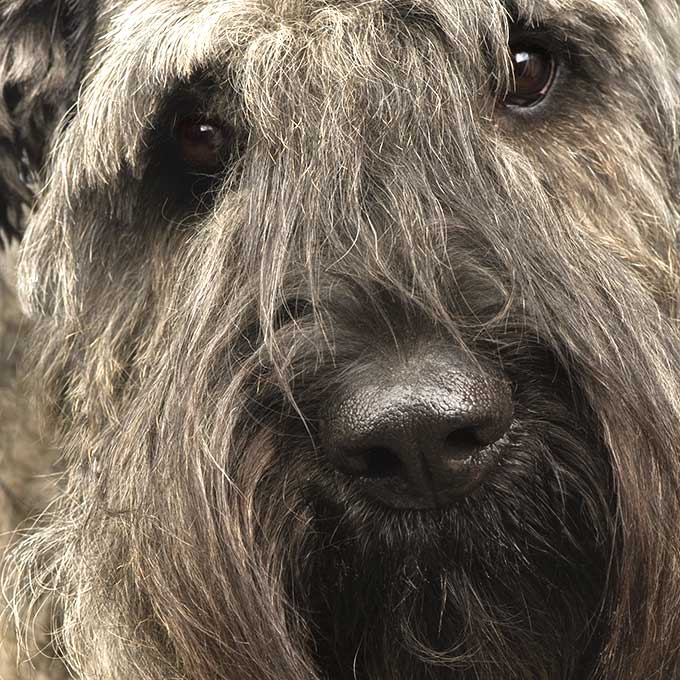 Bouvier des Flandres Dog Breed Information, Pictures, Characteristics ...