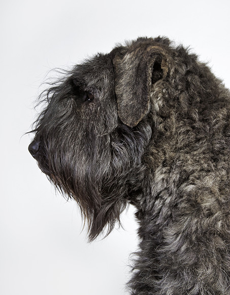 Bouvier des Flandres Dog Breed Information, Pictures, Characteristics ...