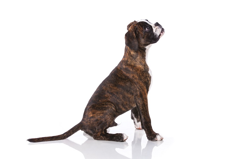 Boxer Dog Breed Information, Pictures, Characteristics & Facts - Dogtime