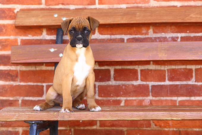 Boxer Puppies: Cute Pictures And Facts - DogTime