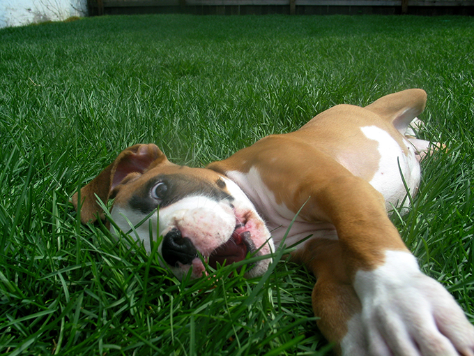 Boxer Puppies: Cute Pictures And Facts - DogTime