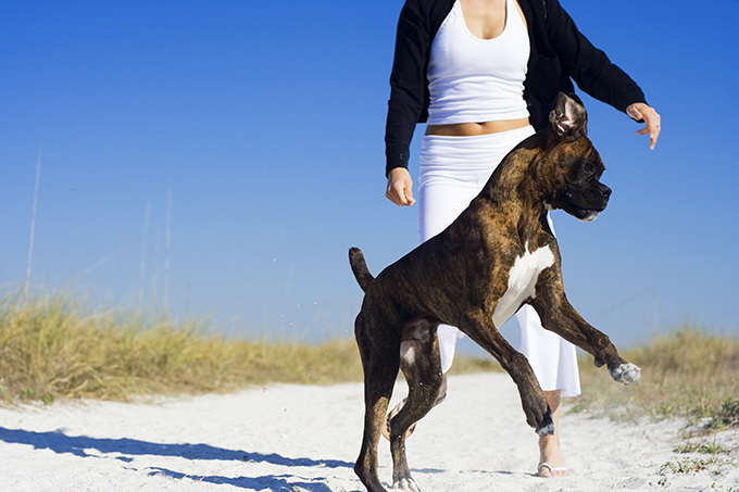 Boxer Puppies: Cute Pictures And Facts - DogTime