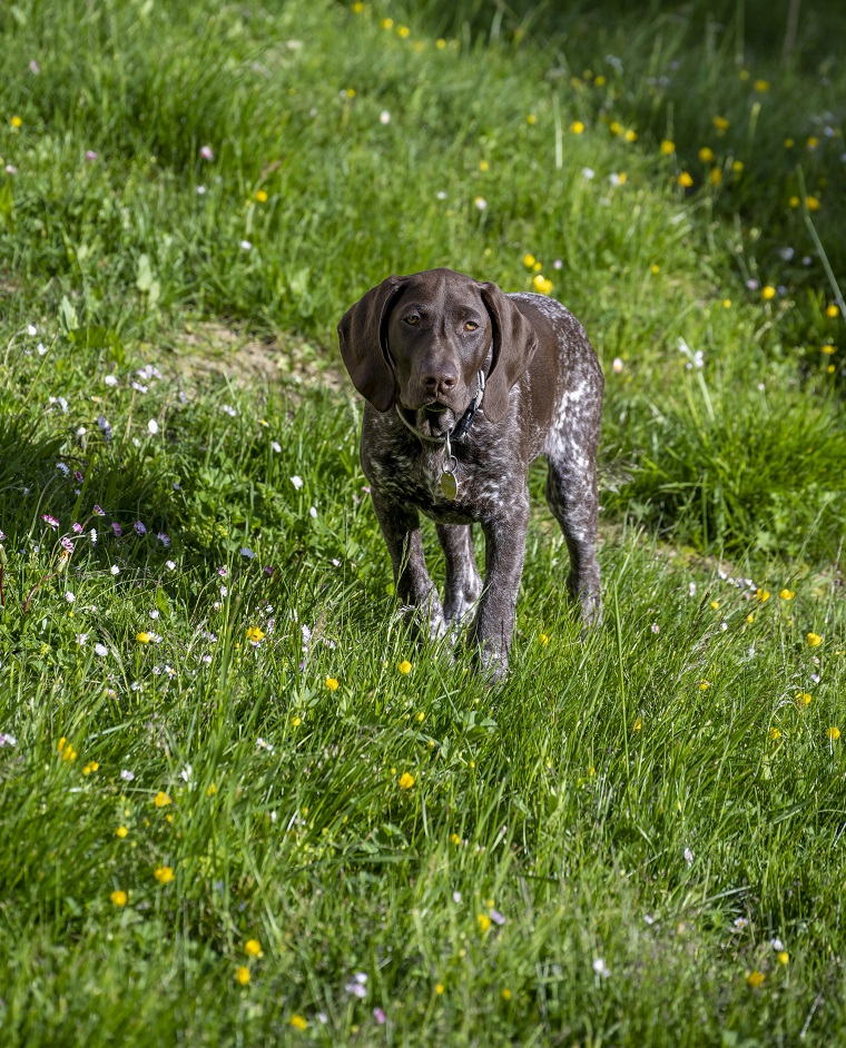 Braque Francais Pyrenean Dog Breed Pictures, Characteristics, & Facts ...