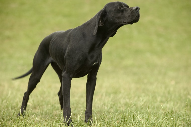 Braque Francais Pyrenean Dog Breed Pictures, Characteristics, & Facts ...