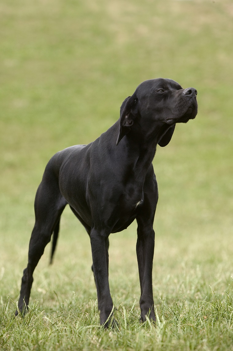 Braque Francais Pyrenean Dog Breed Pictures, Characteristics, & Facts ...