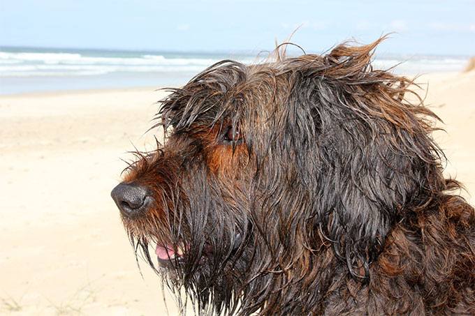 Briard Dog Breed Information, Pictures, Characteristics & Facts – DogTime
