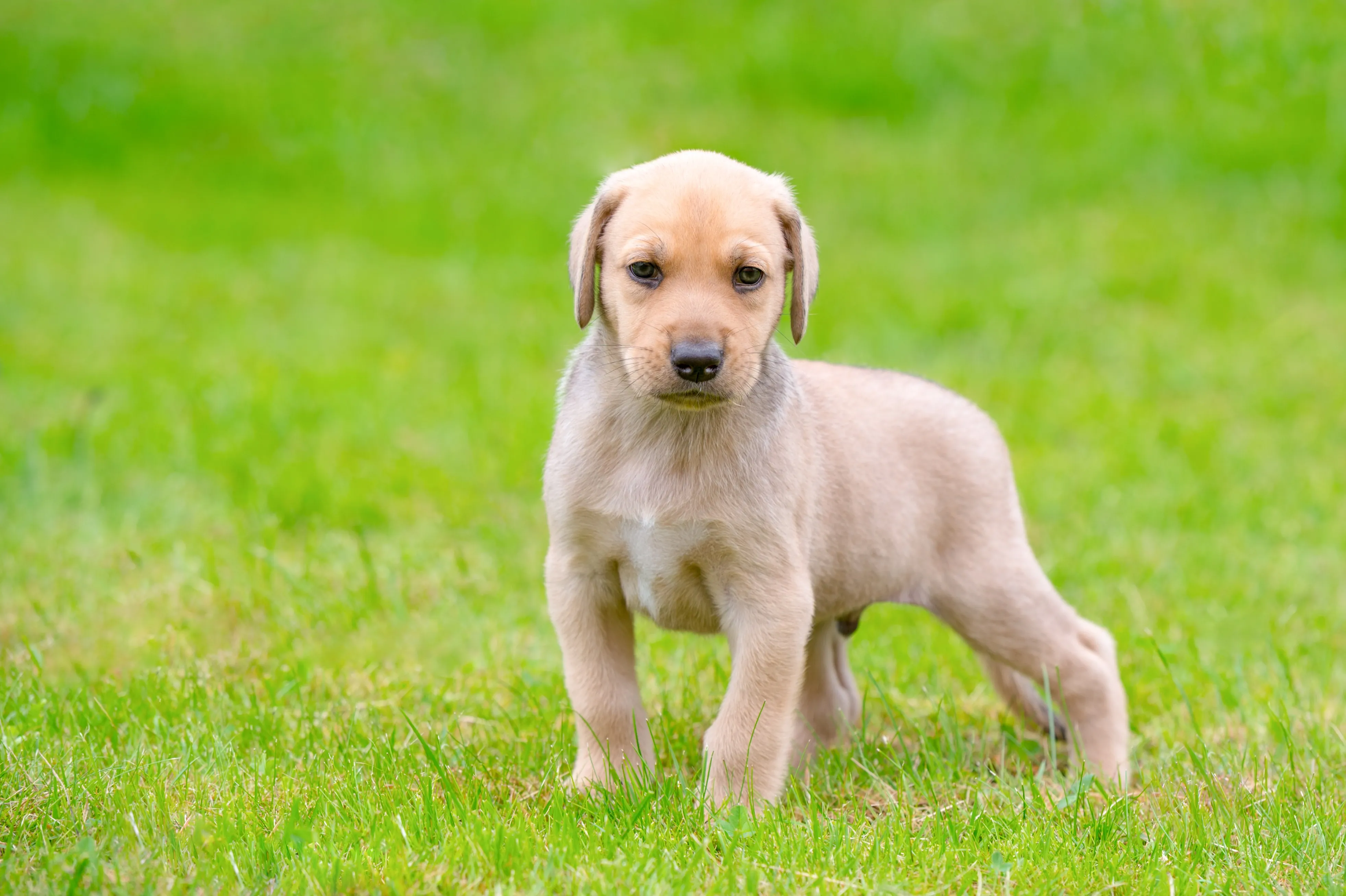 Broholmer Dog Breed Pictures, Characteristics, & Facts