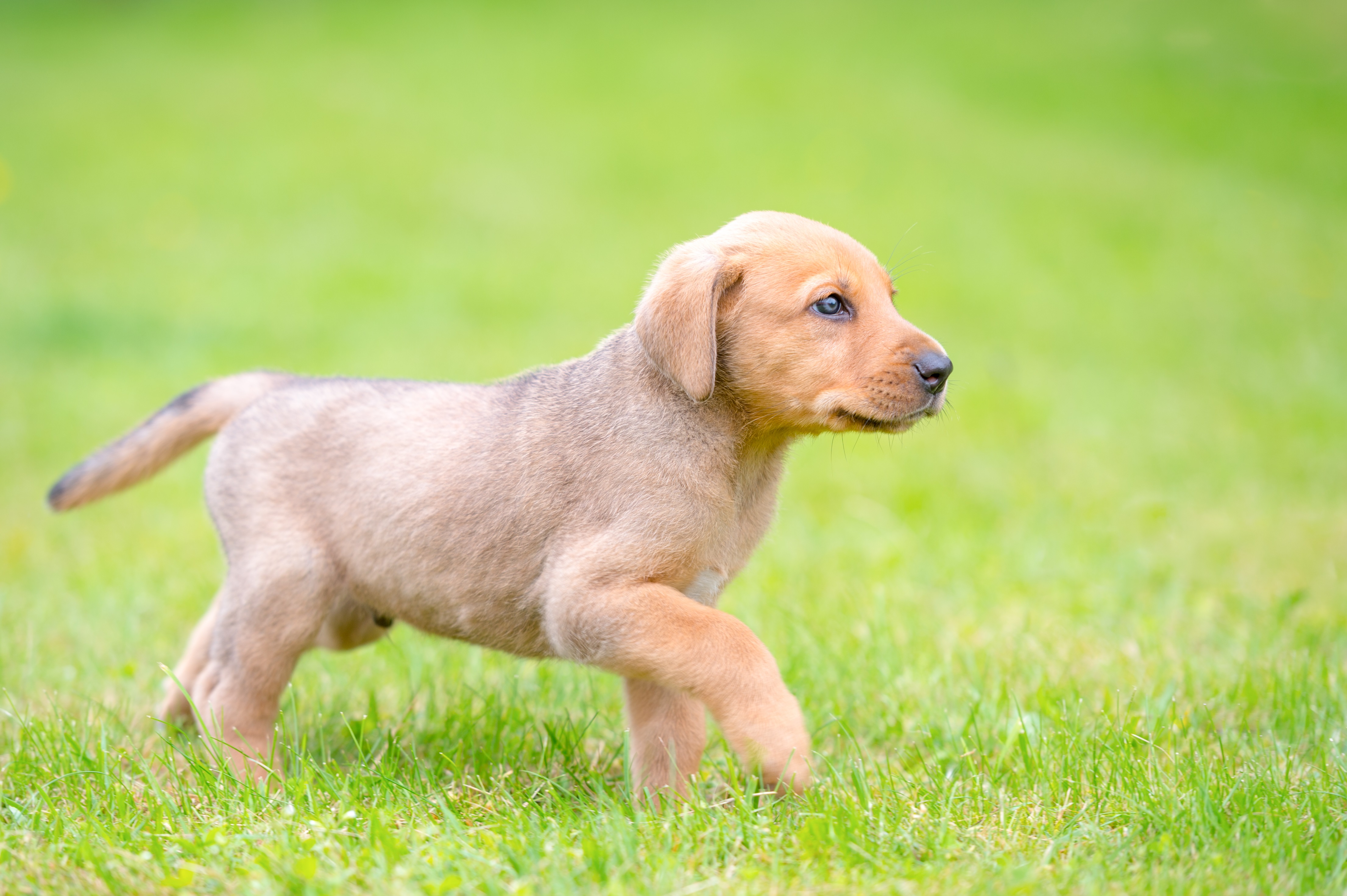 Broholmer Dog Breed Pictures, Characteristics, & Facts