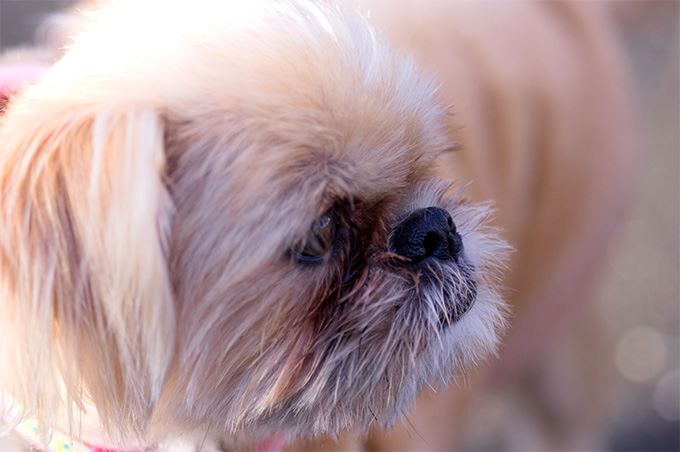 Brussels Griffon Dog Breed Information, Pictures, Characteristics ...