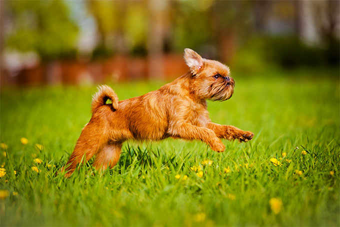 Brussels Griffon Dog Breed Information, Pictures, Characteristics ...