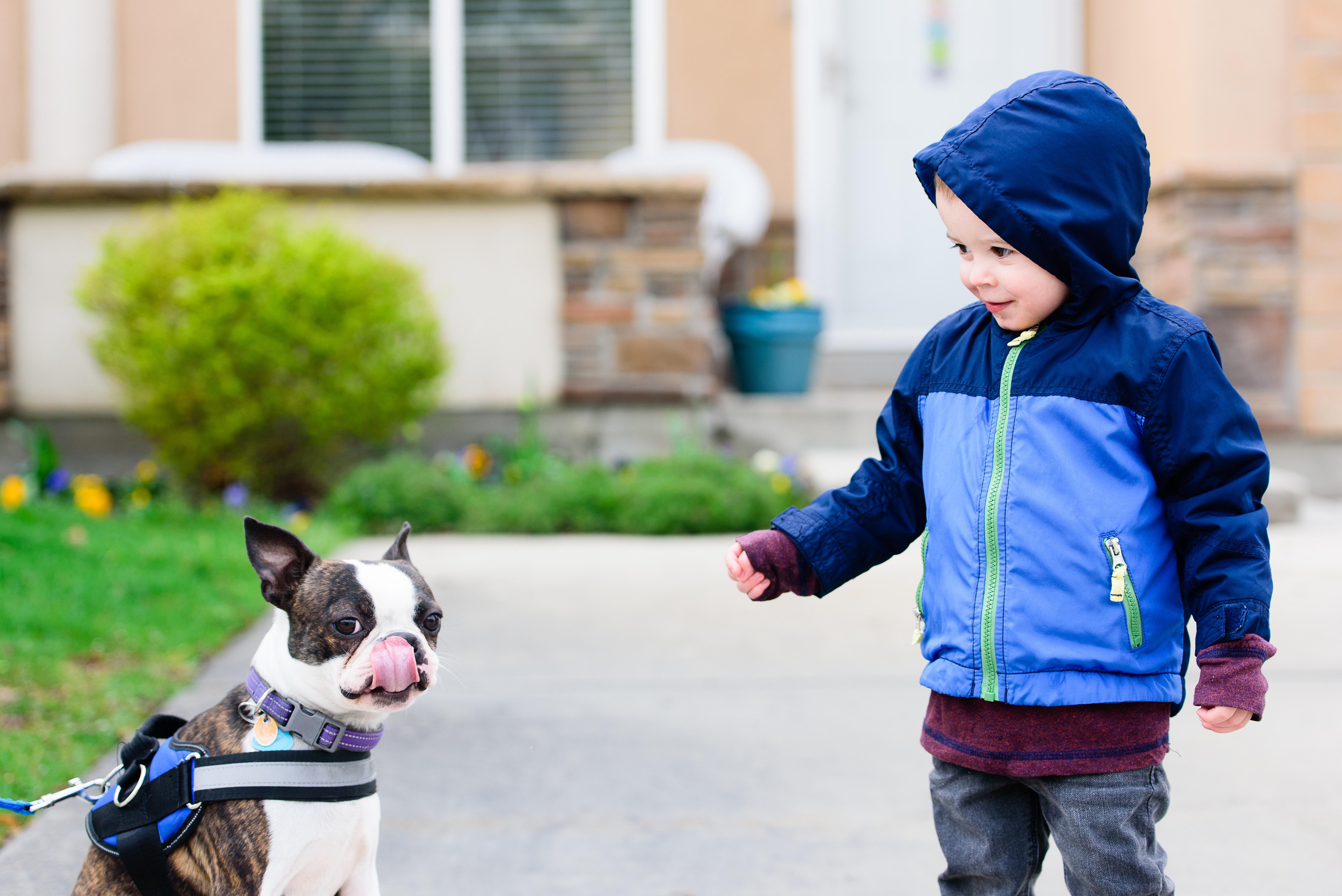 Bugg Mixed Dog Breed Pictures, Characteristics, & Facts