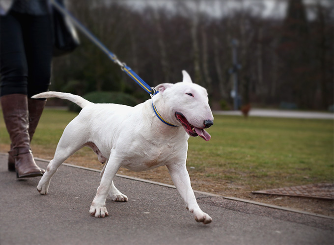 Bull Terrier Dog Breed Information, Pictures, Characteristics & Facts ...