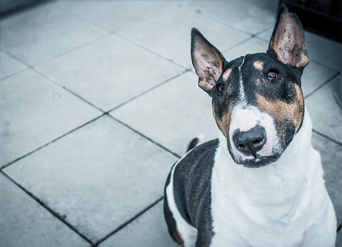 Bull Terrier Dog Breed Information, Pictures, Characteristics & Facts ...