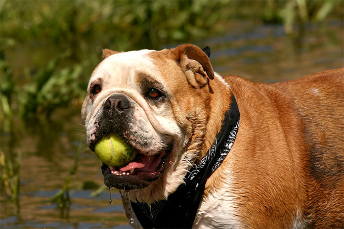 Bulldog Dog Breed Information, Pictures, Characteristics & Facts – DogTime