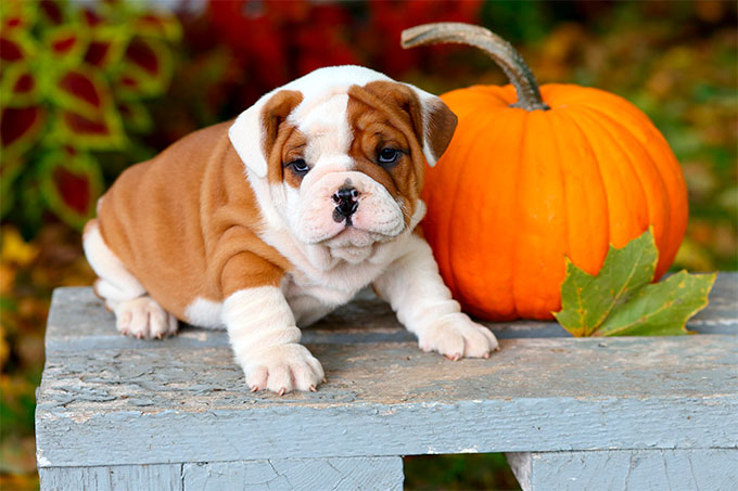Bulldog Dog Breed Information, Pictures, Characteristics & Facts – DogTime
