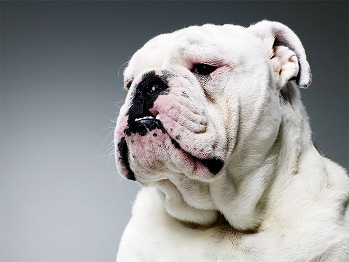 Bulldog Dog Breed Information, Pictures, Characteristics & Facts – DogTime