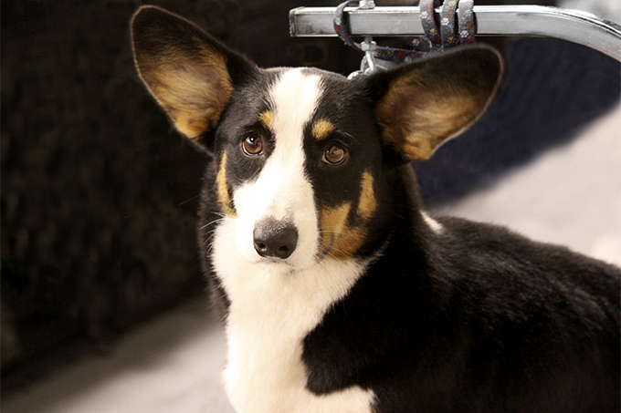 Cardigan Welsh Corgi Dog Breed Information, Pictures, Characteristics ...