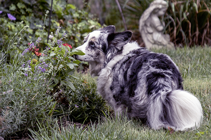 Cardigan Welsh Corgi Dog Breed Information, Pictures, Characteristics ...
