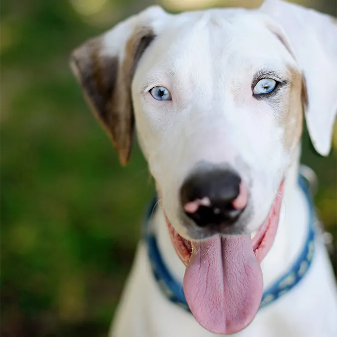 Catahoula Leopard Dog Breed Information, Pictures, Characteristics ...