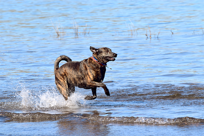 Catahoula Leopard Dog Breed Information, Pictures, Characteristics ...