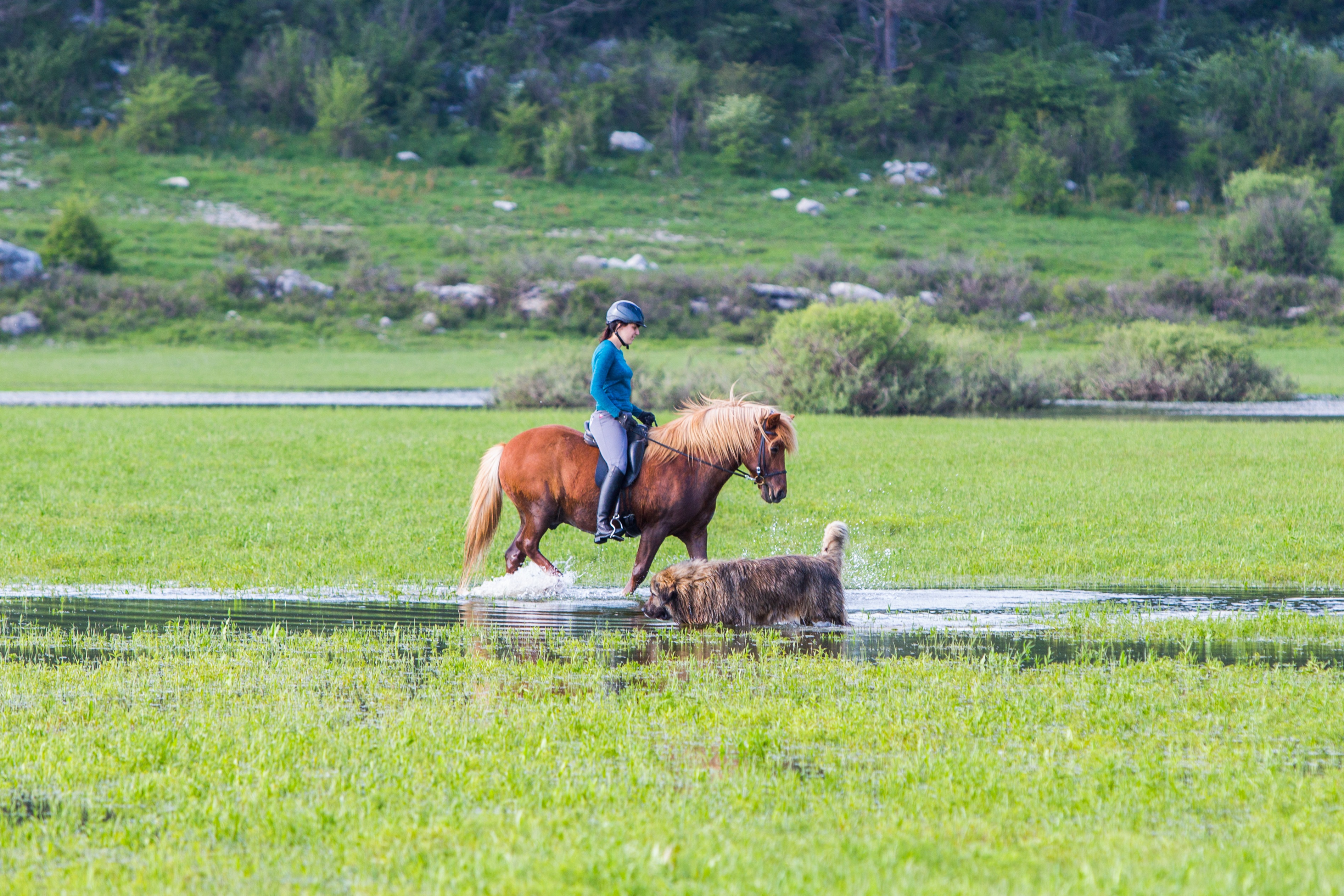 Caucasian Shepherd Dog Breed Information & Pictures – Dogtime