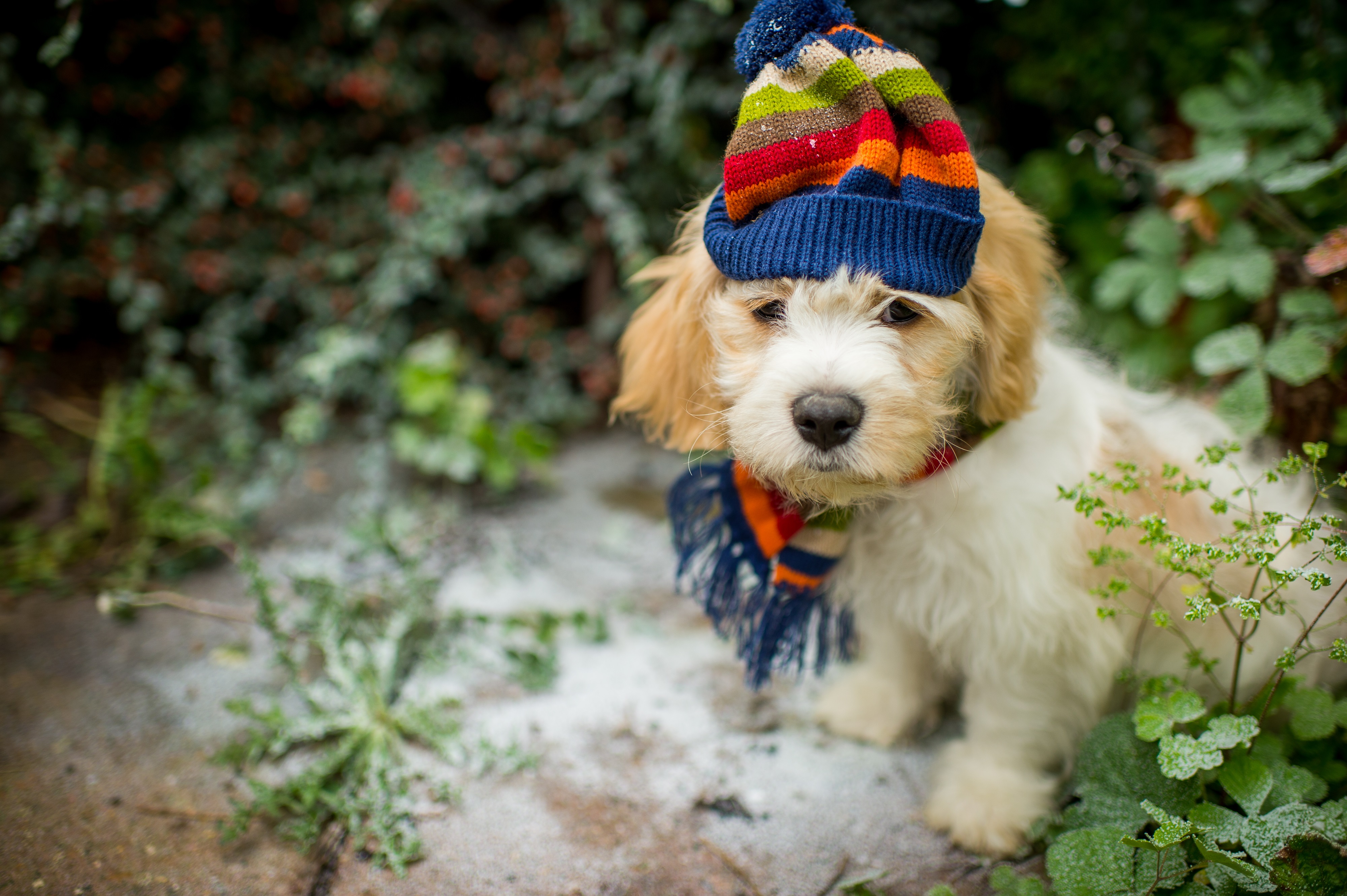 Cavachon Mixed Dog Breed Pictures, Characteristics, & Facts