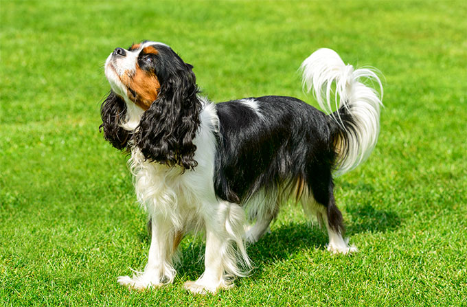Cavalier King Charles Spaniel Dog Breed Information, Pictures ...