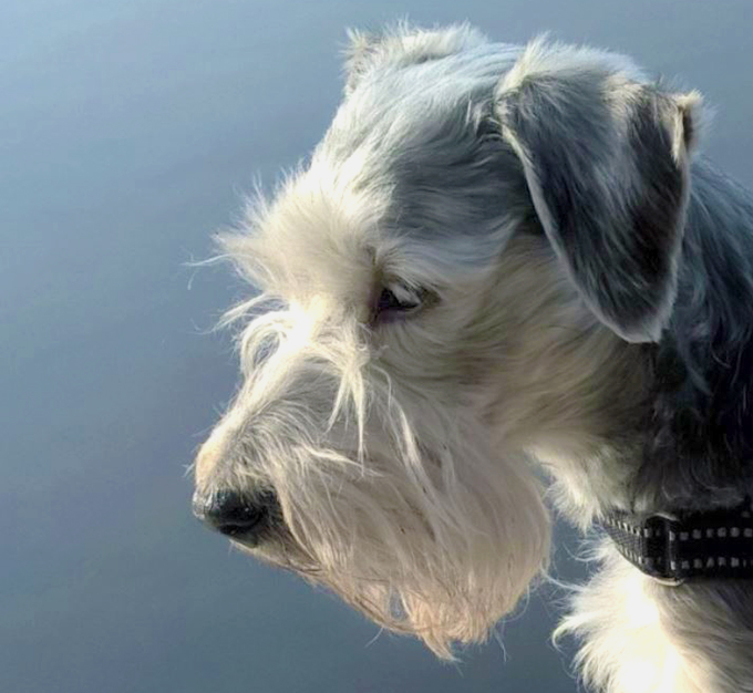 Cesky Terrier Dog Breed Information, Pictures, Characteristics & Facts ...