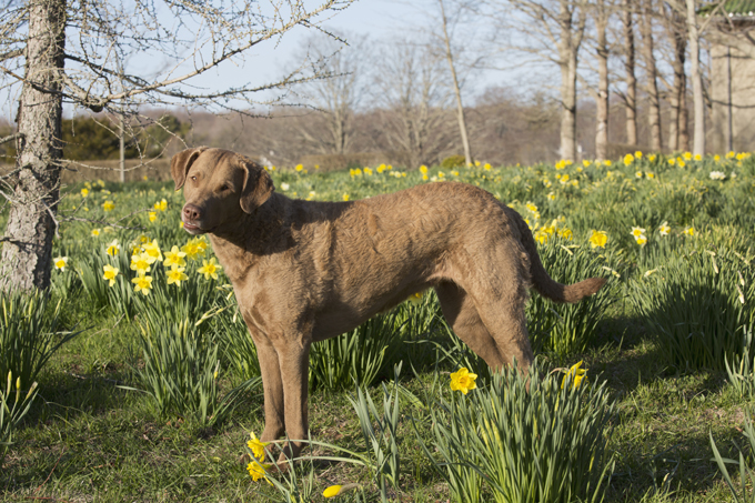 Chesapeake Bay Retriever - DogTime