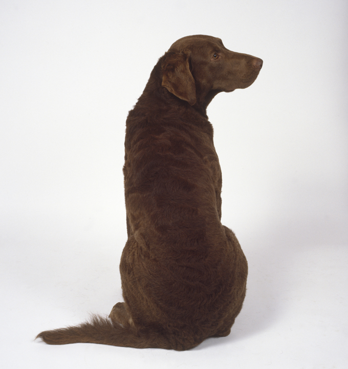 Chesapeake Bay Retriever - DogTime