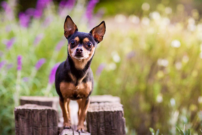 Chihuahua Dog Breed Information, Pictures, Characteristics & Facts ...