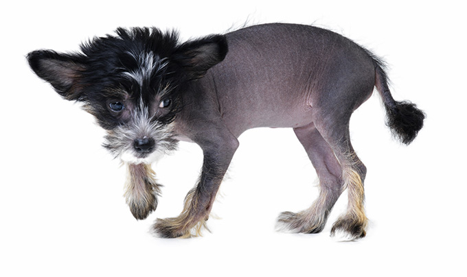 Chinese Crested Dog Breed Information, Pictures, Characteristics ...