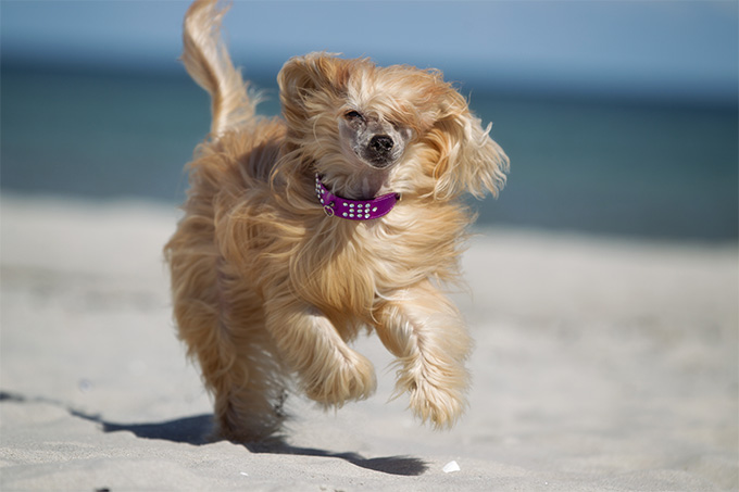 Chinese Crested Dog Breed Information, Pictures, Characteristics ...
