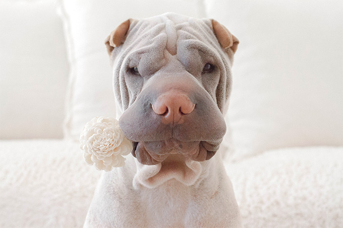 Chinese Shar-Pei Dog Breed Information, Pictures, Characteristics ...