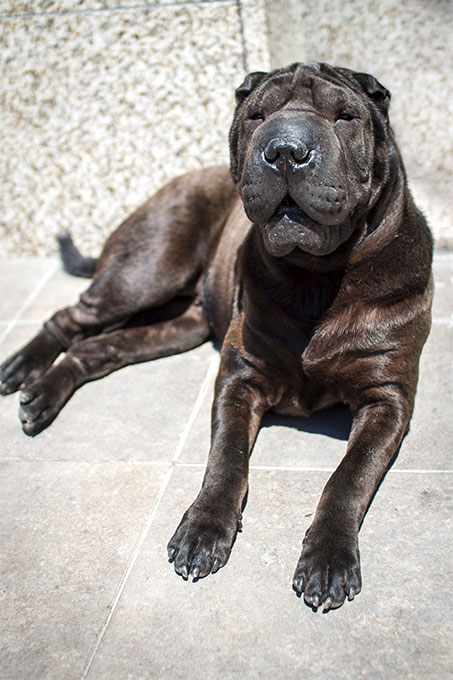 Chinese Shar-Pei Dog Breed Information, Pictures, Characteristics ...