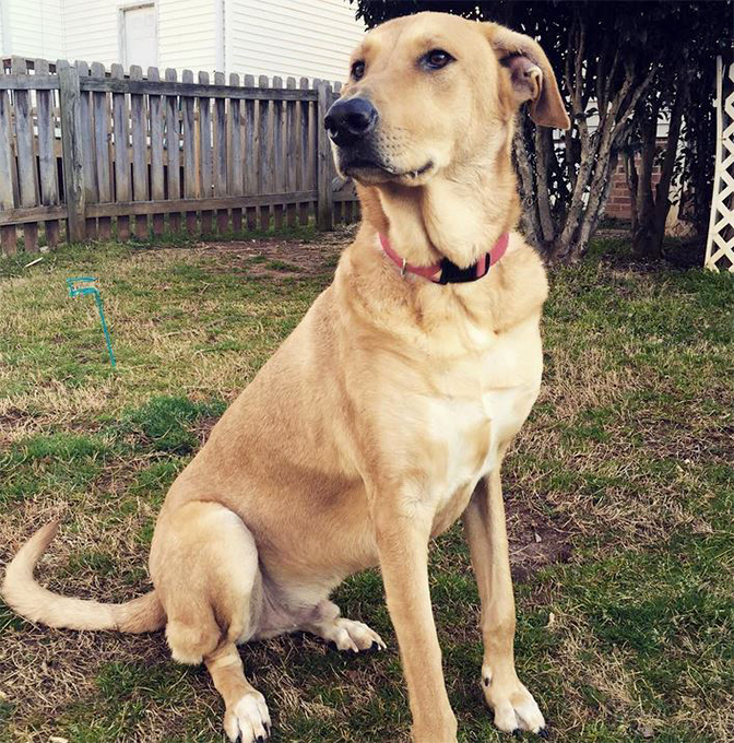 Chinook Dog Breed Information, Pictures, Characteristics & Facts - DogTime