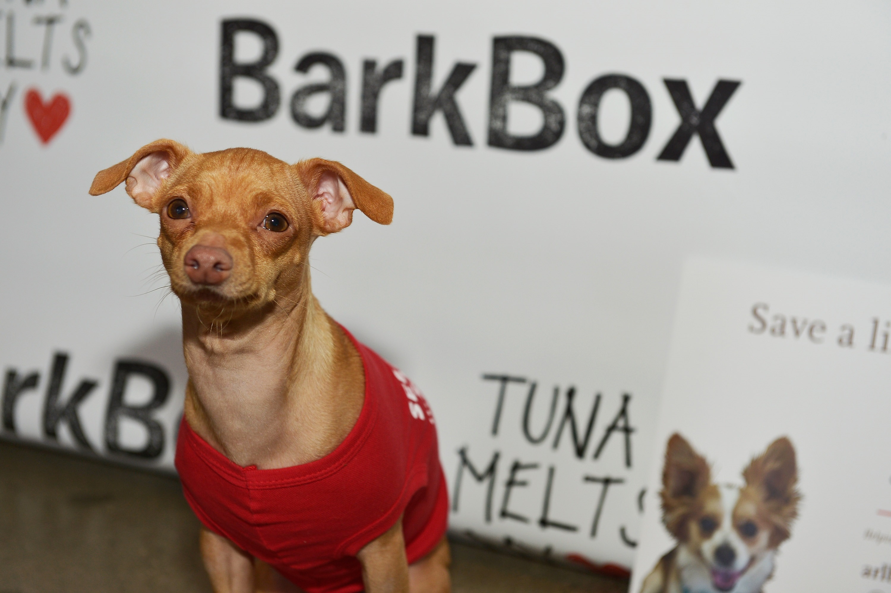 Chiweenie Mixed Dog Breed Pictures, Characteristics, & Facts