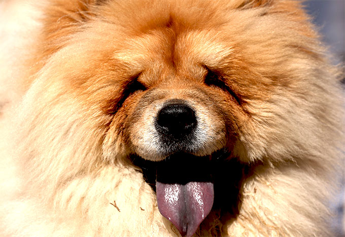 Chow Chow Dog Breed Information, Pictures, Characteristics & Facts ...