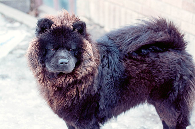 Chow Chow Dog Breed Information, Pictures, Characteristics & Facts ...