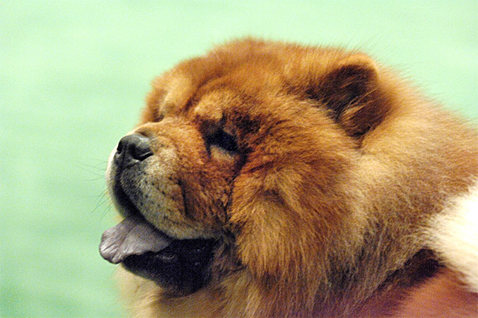 Chow Chow Dog Breed Information, Pictures, Characteristics & Facts ...