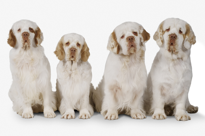 Clumber Spaniel Dog Breed Information, Pictures, Characteristics ...